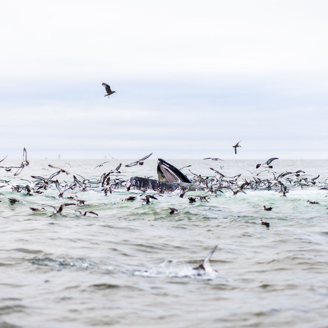 About Us – Jigging World