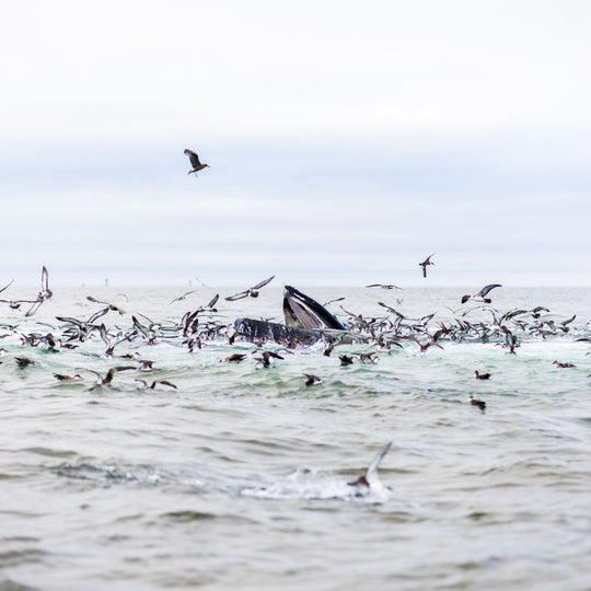 About Us – Jigging World