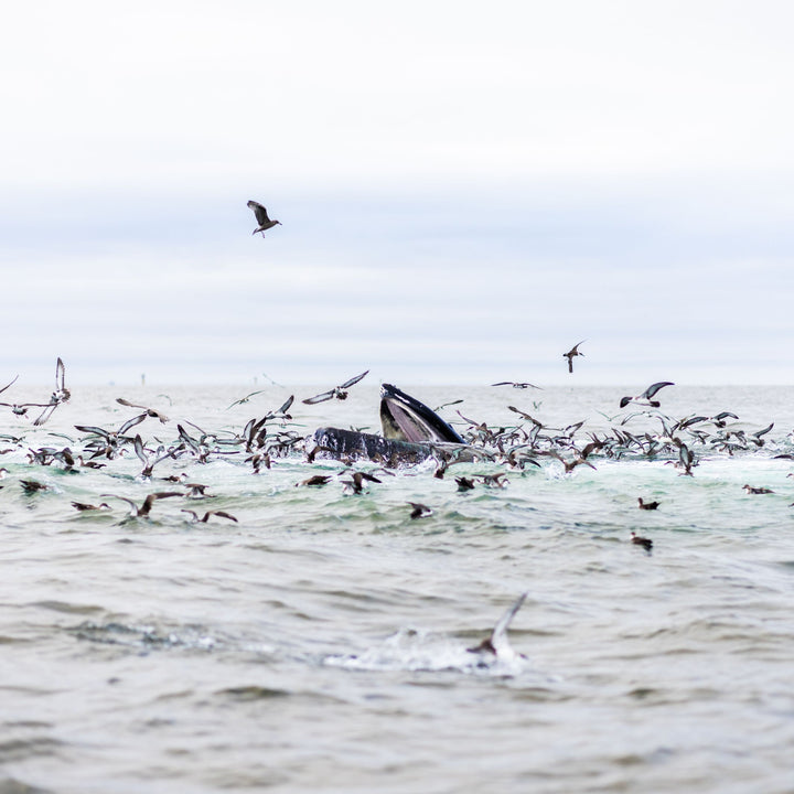 About Us – Jigging World